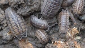 Are Pill Bugs (Rollie Pollies) Good or Bad for Gardens? [Discover the ...